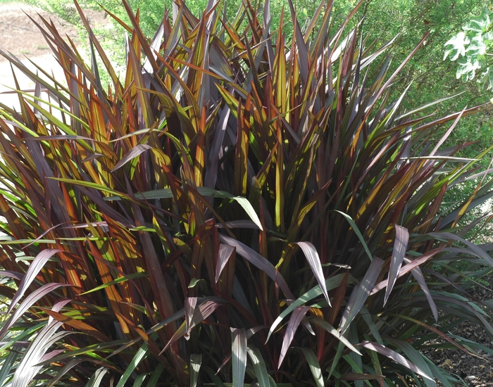 Pennisetum purpureum | 'Princess' Fountain Grass | Bloomfield Garden Center