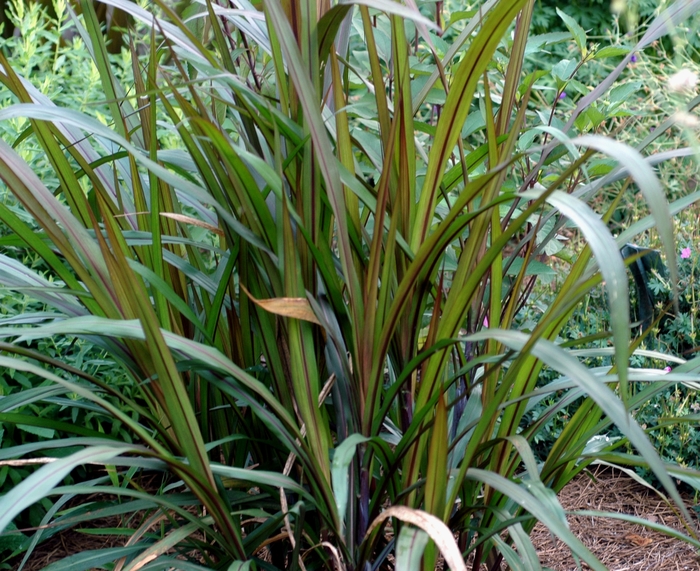 Pennisetum purpureum | Prince - Purple Fountain Grass | Bloomfield ...