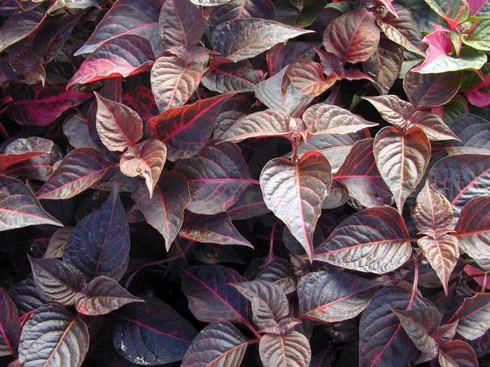 Alternanthera 'Choco Chili' | Alternanthera | Bloomfield Garden Center