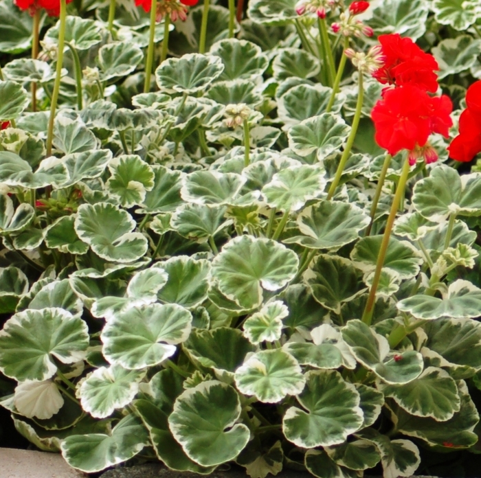Geranium - Exotic | William Langguth | Bloomfield Garden Center