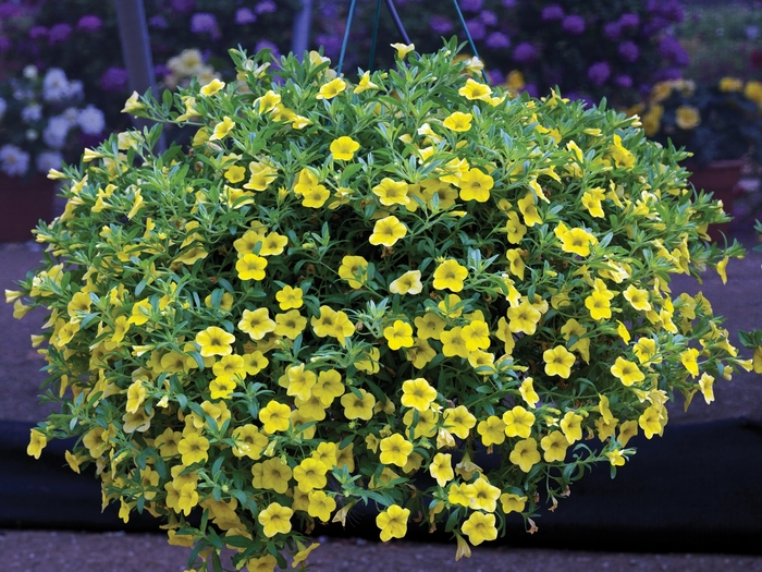 Calibrachoa | Callie® Deep Yellow | Bloomfield Garden Center