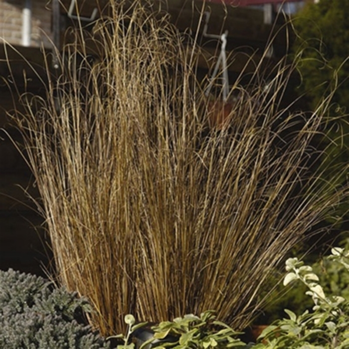 Carex ColorGrass Red Rooster Sedge | ColorGrass Red Rooster ...