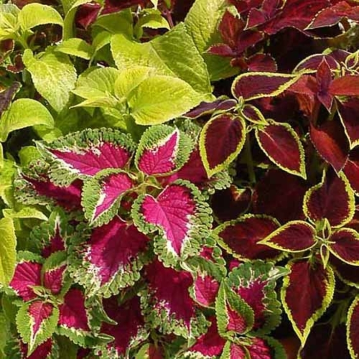 Coleus | Wizard Mix | Bloomfield Garden Center
