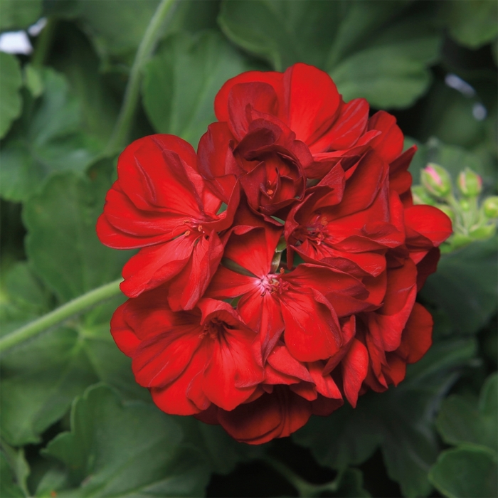 Calliope® Medium Dark Red | Interspecific Geranium | Bloomfield Garden ...