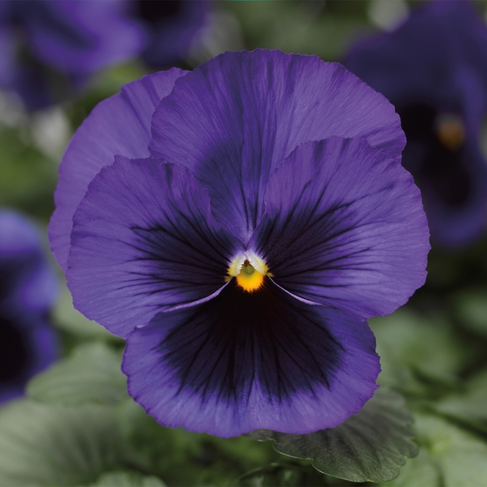 Pansy | Delta Premium Blue w/Blotch | Bloomfield Garden Center