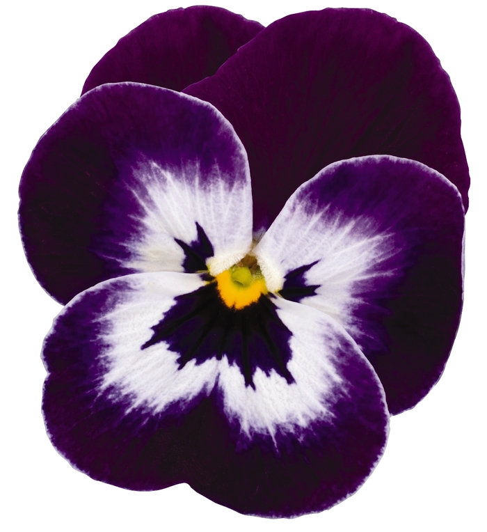Viola | Sorbet® XP 'Purple Face' | Bloomfield Garden Center