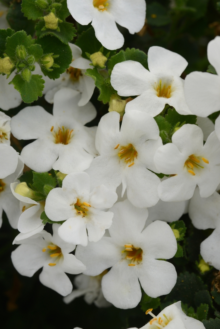 Bacopa | MegaCopa™ Versa White | Bloomfield Garden Center