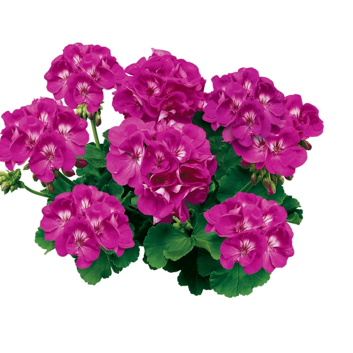 Geranium - Zonal | Americana Orchid | Bloomfield Garden Center