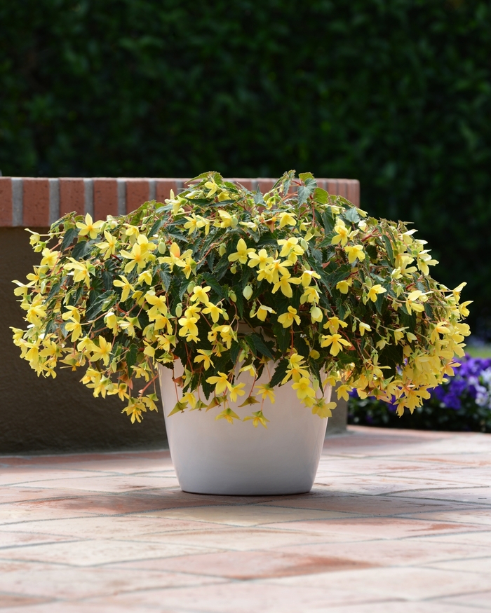 Begonia boliviensis | Groovy Mellow Yellow | Bloomfield Garden Center
