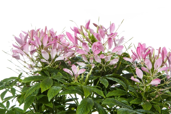 Cleome | Clementine Pink | Bloomfield Garden Center