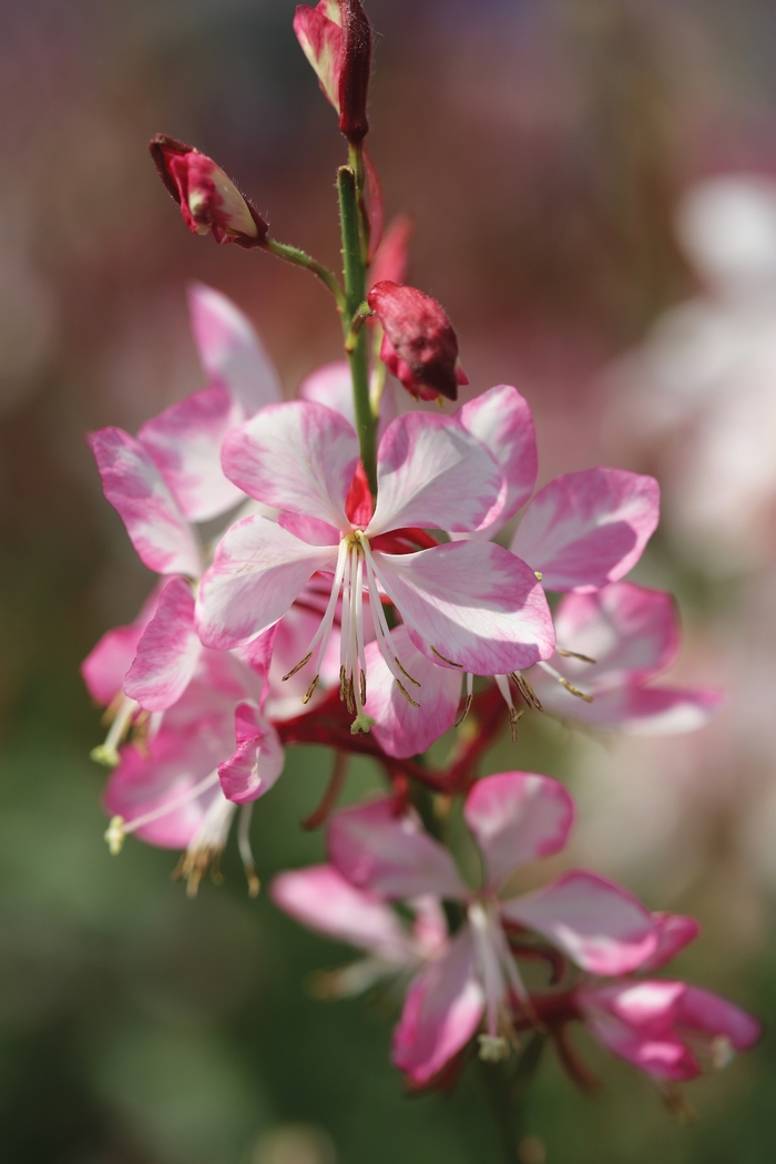 Gaura lindheimeri | Gauriella Bicolor | Bloomfield Garden Center