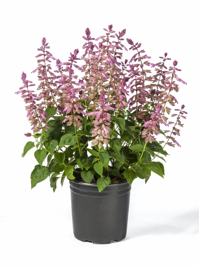 Salvia splendens | Grandstand Lavender | Bloomfield Garden Center