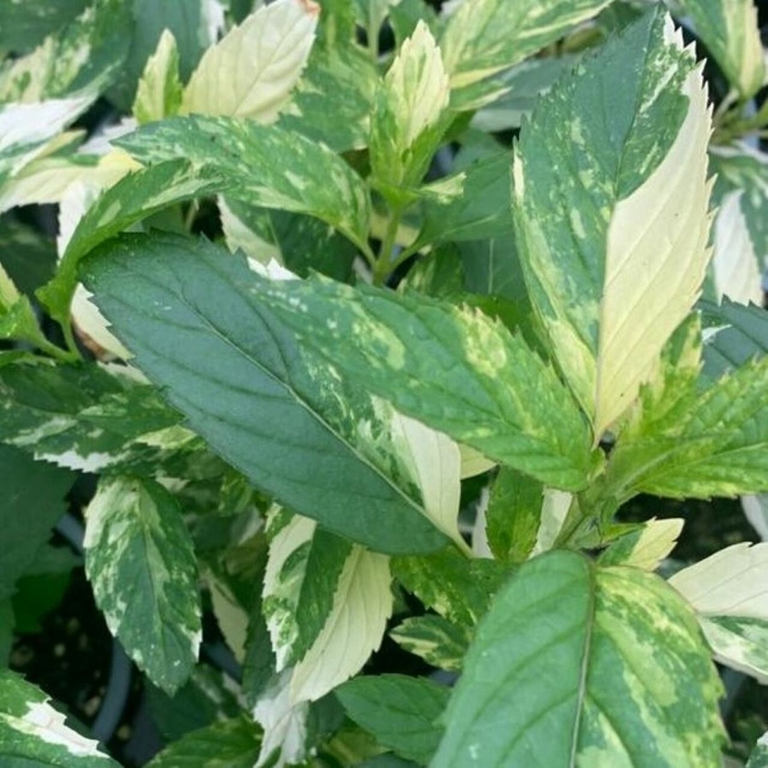 Mint | Peppermint Variegated | Bloomfield Garden Center