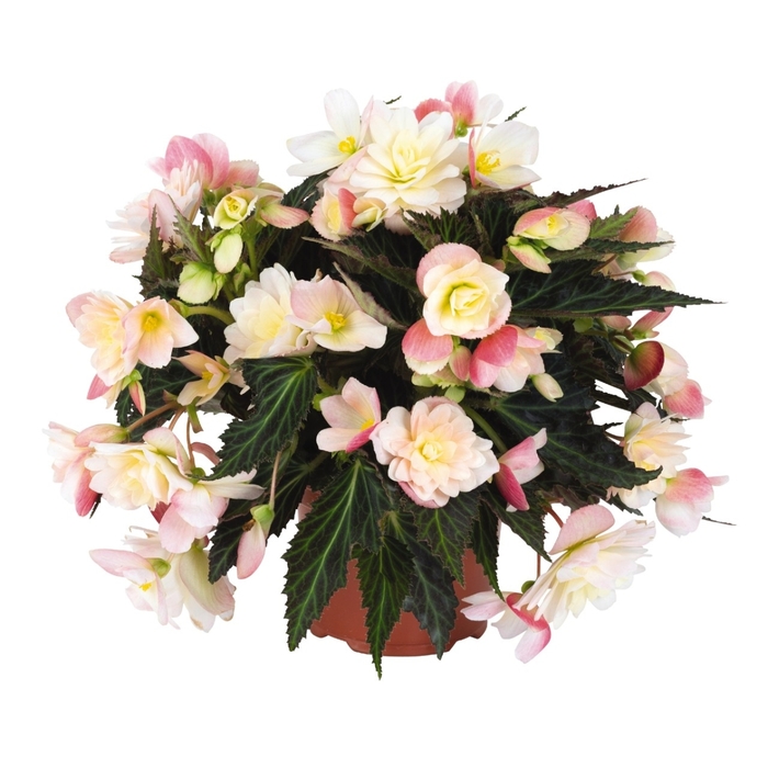 Begonia hybrid - Interspecific | I'Conia Lemon Berry | Bloomfield ...